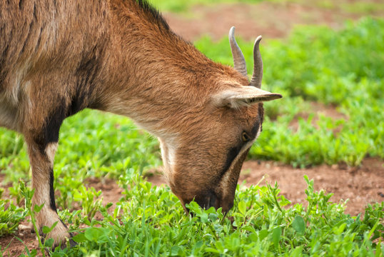 รูปภาพCapretta – เลือกดูภาพถ่ายสต็อก เวกเตอร์ และวิดีโอ560 | Adobe Stock