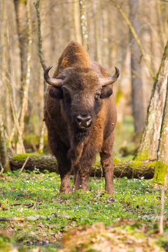 Rogi Images – Browse 14 Stock Photos, Vectors, and Video | Adobe Stock