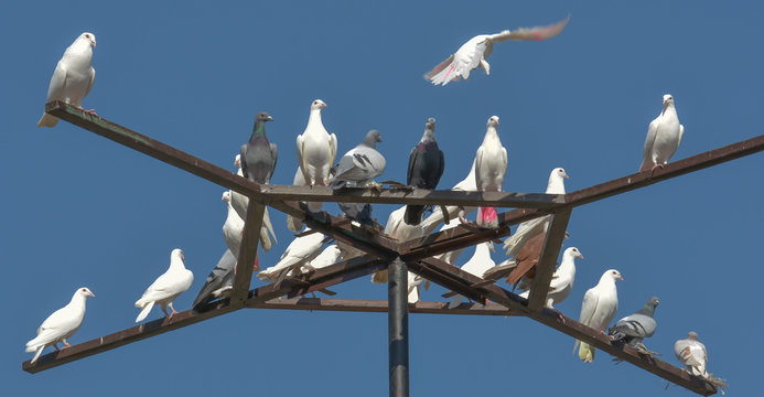 Zuchttauben Bilder – Durchsuchen 298 Archivfotos, Vektorgrafiken und ...