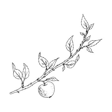 Apple Tree Drawing Images – Browse 73,582 Stock Photos, Vectors, and ...