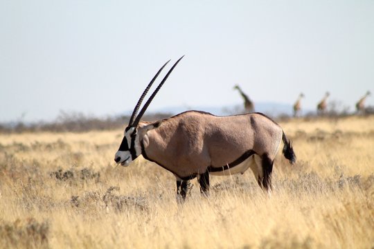 「Orix」の写真素材 | 1,285件の無料イラスト画像 | Adobe Stock