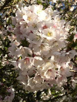 "Japanische Kirsche" - Images et vidéos libres de droits | Adobe Stock