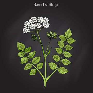 Burent Images – Browse 4 Stock Photos, Vectors, and Video | Adobe Stock