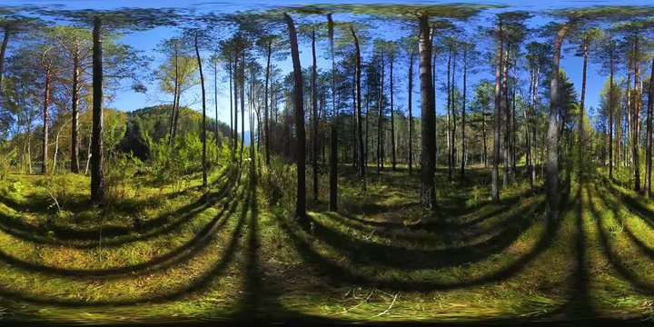 360 Forest Images – Browse 13,018 Stock Photos, Vectors, and Video ...