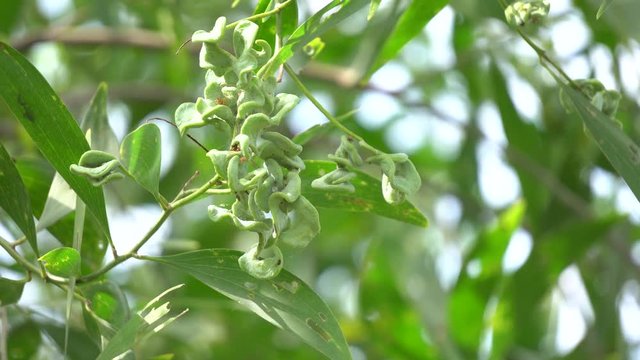 Imágenes de Akashmoni: descubre bancos de fotos, ilustraciones ...