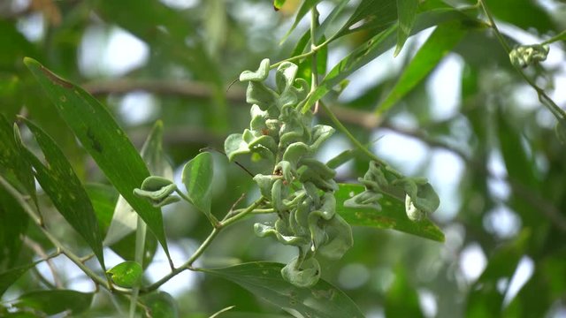 Imágenes de Akashmoni: descubre bancos de fotos, ilustraciones ...