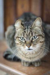 Foto, immagini, grafica, vettoriali e video esenti da royalty per ...