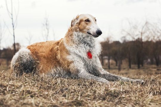 「Russian Hound」の写真素材 | 3,367件の無料イラスト画像 | Adobe Stock