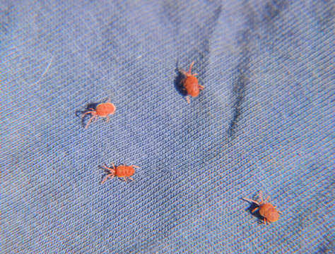 Rainbug Bilder – Durchsuchen 33 Archivfotos, Vektorgrafiken und Videos ...