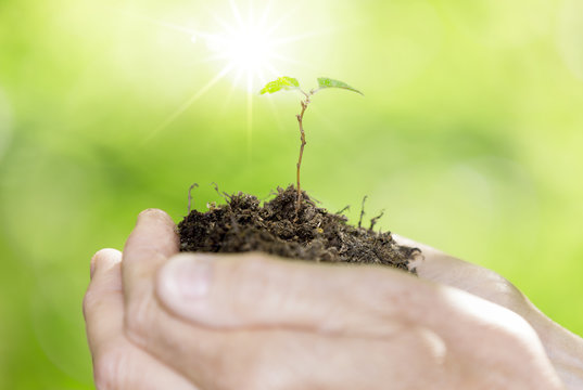 Planze bilder – Bläddra bland 1,622 stockfoton, vektorer och videor ...