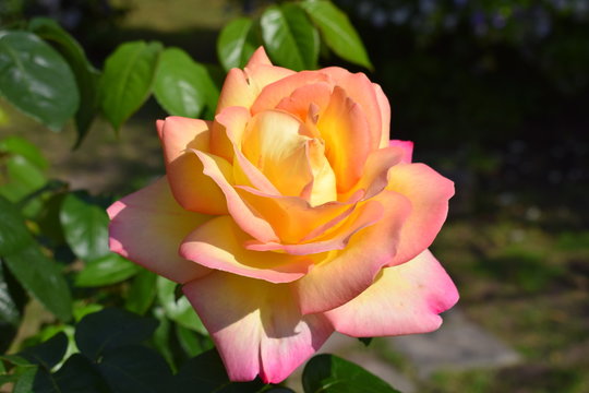 Folres Images – Browse 10 Stock Photos, Vectors, and Video | Adobe Stock