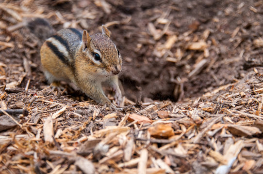 Imagens de Chipmonk – Explore Fotografias do Stock, Vetores e Vídeos de ...