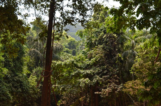 Indian Jungle Images – Browse 66,484 Stock Photos, Vectors, and Video ...