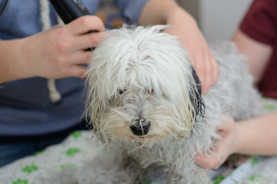 Hundefriseur bilder – Bläddra bland 335 stockfoton, vektorer och videor ...
