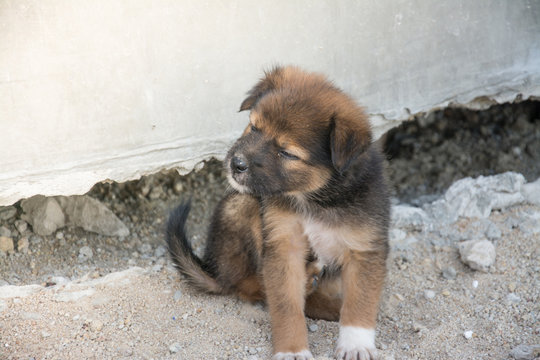 รูปภาพBangkaw – เลือกดูภาพถ่ายสต็อก เวกเตอร์ และวิดีโอ127 | Adobe Stock