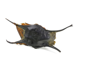 Bilder und Videos suchen: rochen