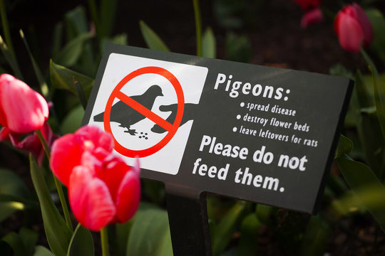 "Feed Pigeons" Images – Browse 443 Stock Photos, Vectors, and Video ...