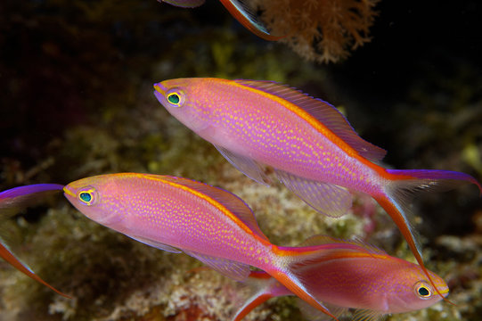 รูปภาพPseudanthias – เลือกดูภาพถ่ายสต็อก เวกเตอร์ และวิดีโอ1,314 ...