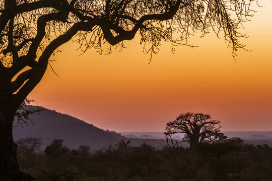 「Bushveld」の画像 - 10,473 件の Stock 写真、ベクターおよびビデオ | Adobe Stock