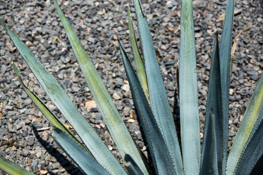 รูปภาพPinnaple – เลือกดูภาพถ่ายสต็อก เวกเตอร์ และวิดีโอ127 | Adobe Stock