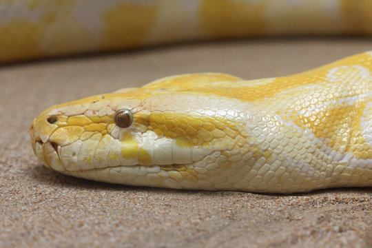 Tigerpython Images – Browse 122 Stock Photos, Vectors, and Video ...