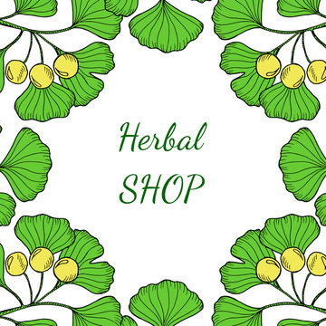 Ginkgopsida Images – Browse 37 Stock Photos, Vectors, and Video | Adobe ...