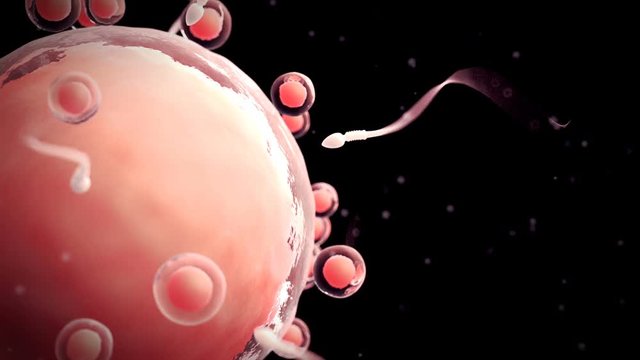 Fertilization Animation