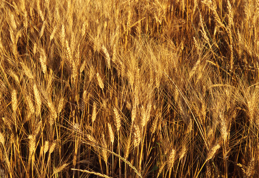 "Spiga Di Grano"-Bilder: Stock-Fotos & -Videos. | Adobe Stock