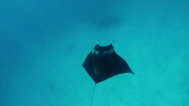 Mantarochen Images – Browse 163 Stock Photos, Vectors, and Video ...