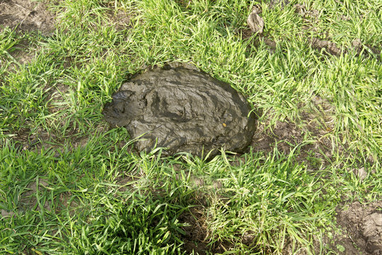 "Cow Pie" Bilder – Durchsuchen 69 Archivfotos, Vektorgrafiken und ...