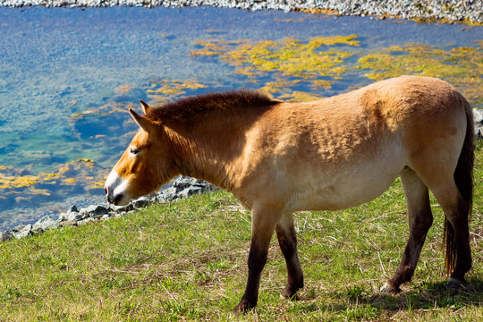 Huftiere bilder – Bläddra bland 2,047 stockfoton, vektorer och videor ...