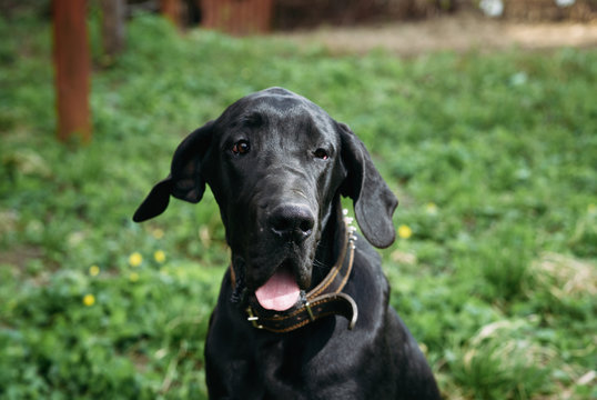 รูปภาพBoarhound – เลือกดูภาพถ่ายสต็อก เวกเตอร์ และวิดีโอ134 | Adobe Stock