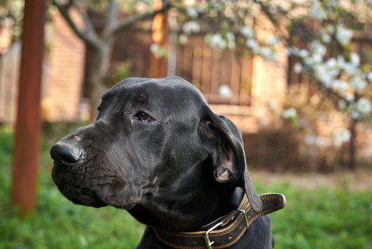 รูปภาพBoarhound – เลือกดูภาพถ่ายสต็อก เวกเตอร์ และวิดีโอ121 | Adobe Stock