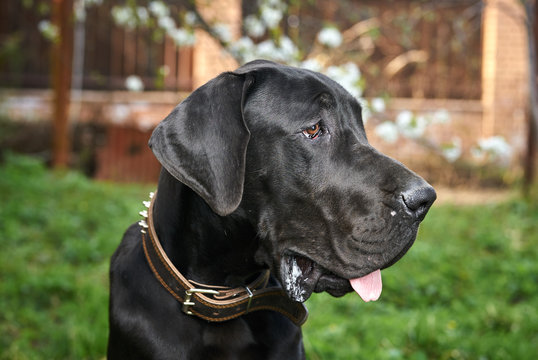 รูปภาพBoarhound – เลือกดูภาพถ่ายสต็อก เวกเตอร์ และวิดีโอ134 | Adobe Stock