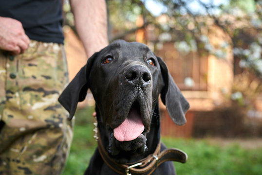 รูปภาพBoarhound – เลือกดูภาพถ่ายสต็อก เวกเตอร์ และวิดีโอ134 | Adobe Stock