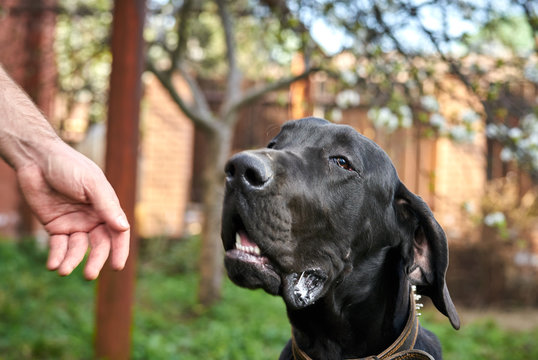 รูปภาพBoarhound – เลือกดูภาพถ่ายสต็อก เวกเตอร์ และวิดีโอ134 | Adobe Stock