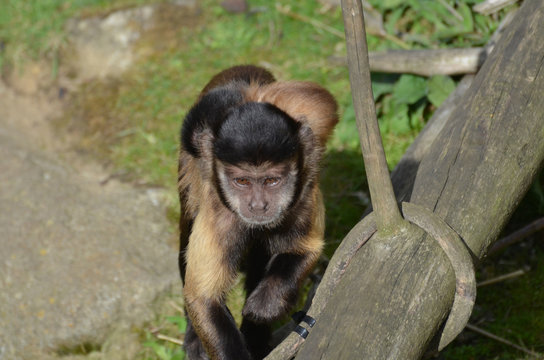 Organ-Grinder-Monkey Images – Browse 9 Stock Photos, Vectors, and Video ...