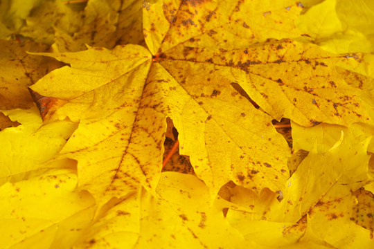 "Mapple Tree" Images – Browse 13 Stock Photos, Vectors, and Video ...