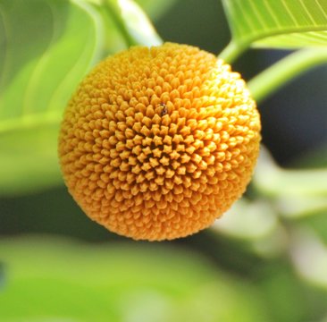 Burflower-Tree Images – Browse 63 Stock Photos, Vectors, and Video ...