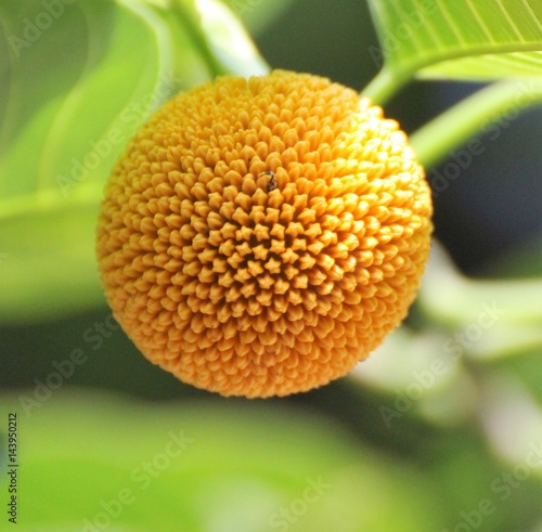 "Neolamarckia cadamba, with English common names burflower-tree, laran ...