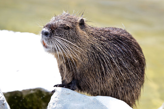 Castorimorpha Images – Browse 79 Stock Photos, Vectors, and Video ...