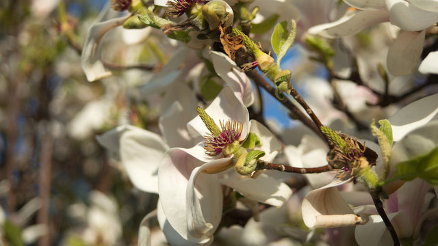 「Mangolia」の写真素材 | 82件の無料イラスト画像 | Adobe Stock