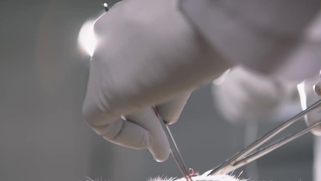 Suture Video Footage – Browse 2,640 HD Stock Video and Footage | Adobe ...