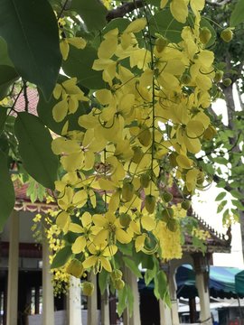 Konnapoo Images – Browse 62 Stock Photos, Vectors, and Video | Adobe Stock