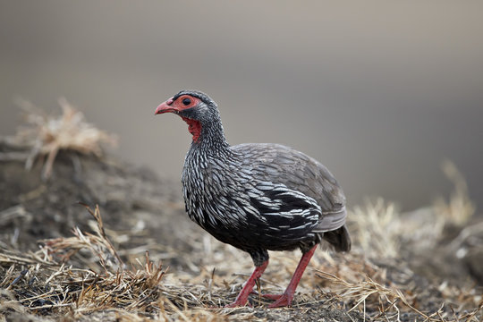 "Red-Necked Spurfowl" Images – Browse 124 Stock Photos, Vectors, and ...