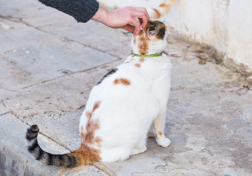 Tabbycat Images – Browse 137 Stock Photos, Vectors, and Video | Adobe Stock