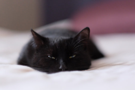 Imágenes de Kot: descubre bancos de fotos, ilustraciones, vectores y ...