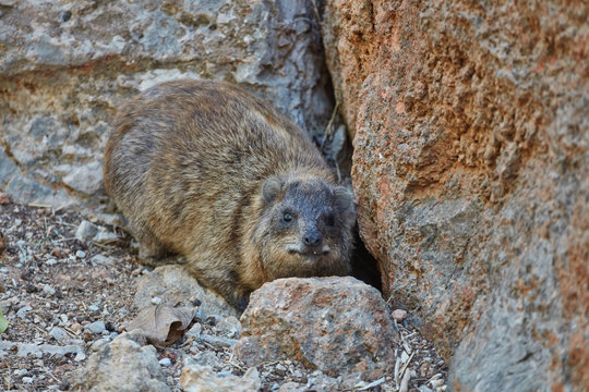 รูปภาพHyrax – เลือกดูภาพถ่ายสต็อก เวกเตอร์ และวิดีโอ22,331 | Adobe Stock