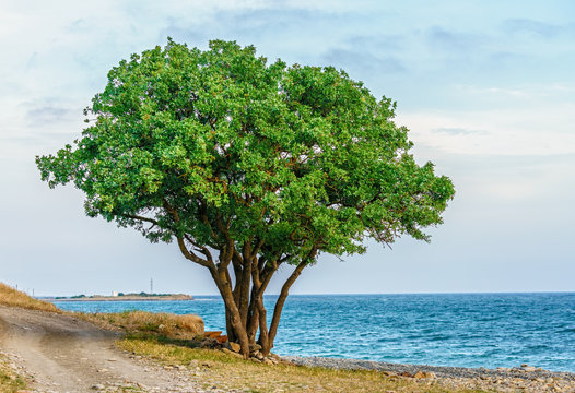 Terebinth Images – Browse 312 Stock Photos, Vectors, and Video | Adobe ...