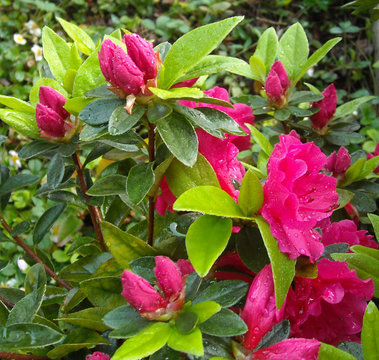 Azelia Images – Browse 26 Stock Photos, Vectors, and Video | Adobe Stock